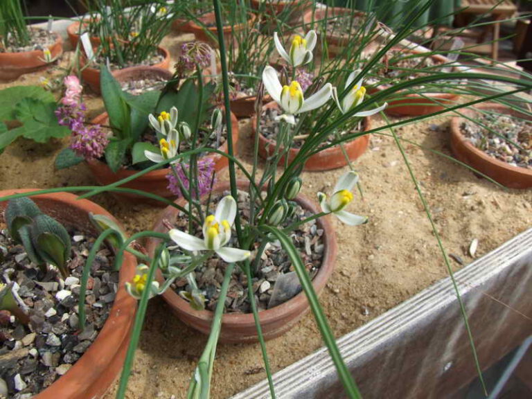 Albuca humilis – Alpines.dk