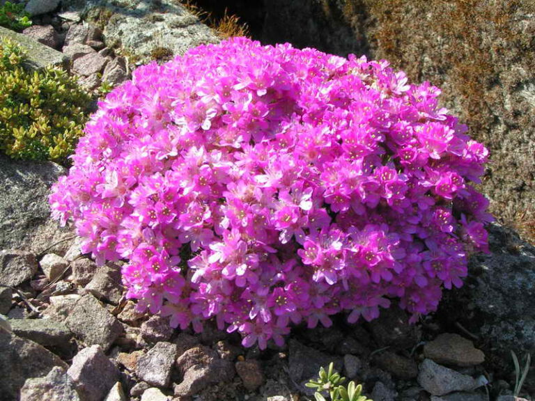 Armeria juniperifolia ‘Drake’s Deep Form’ – Alpines.dk