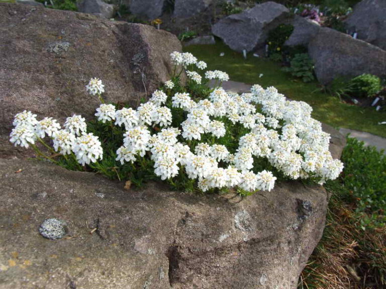 Iberis sp – Alpines.dk