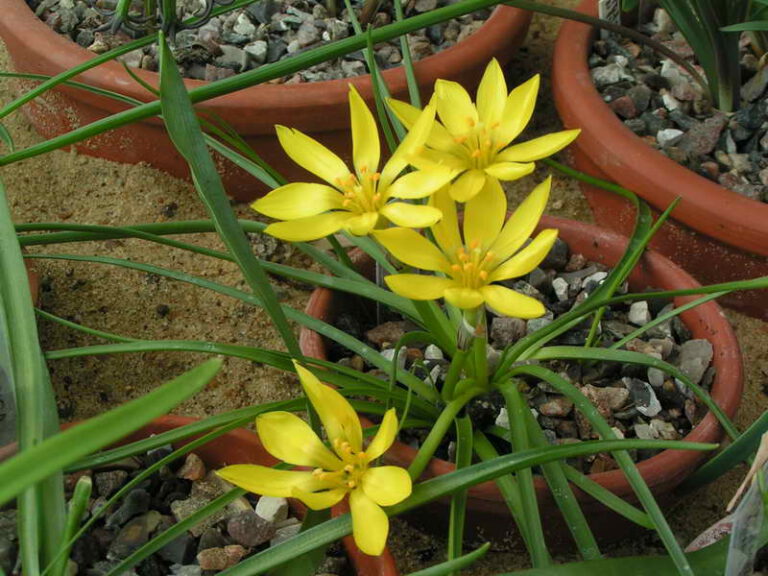 Ipheion dialystemon – Alpines.dk