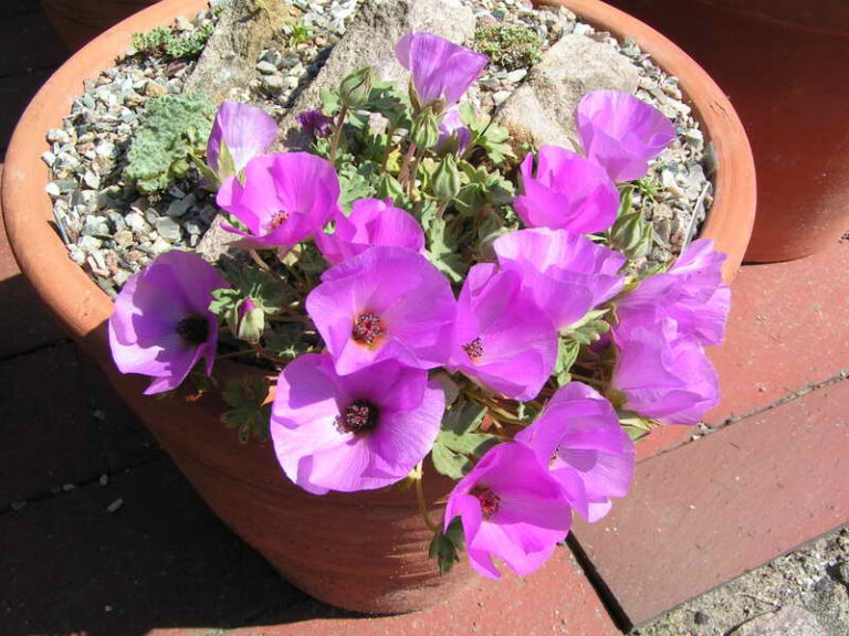 Tarasa humilis – Alpines.dk