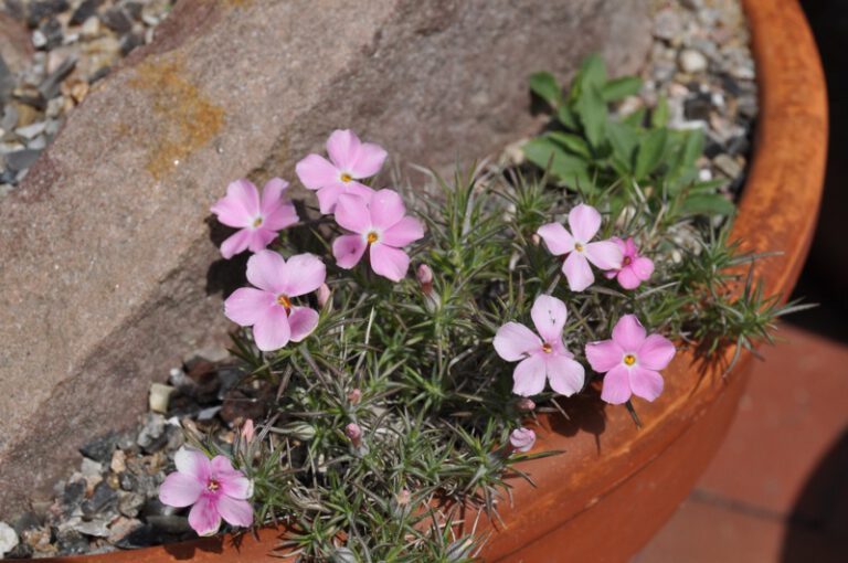 Phlox austromontana v jonesii – Alpines.dk