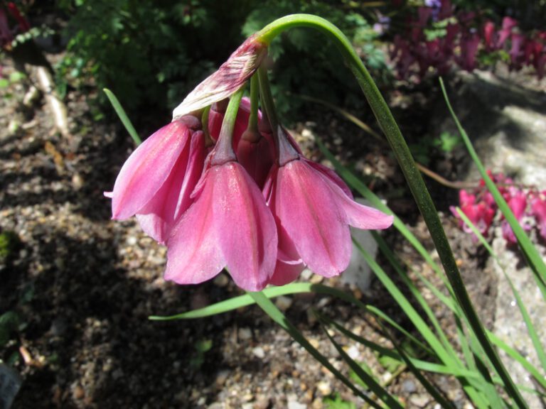 Allium insubricum – Alpines.dk