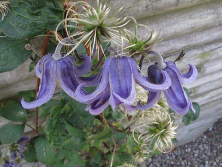 Clematis ‘Josies Midnight Blue’ – Alpines.dk
