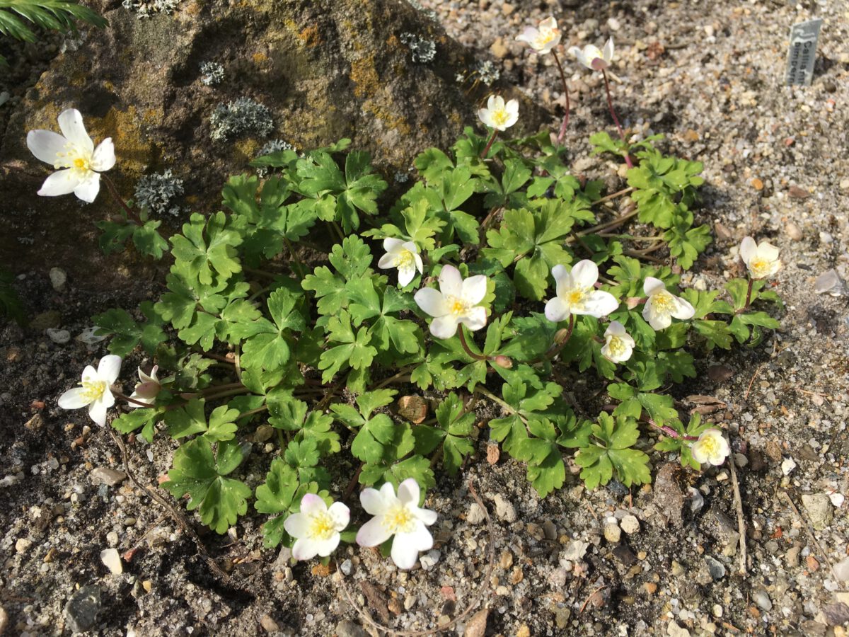 Anemone flaccida ‘Mt Fujiwara Dake’ – Alpines.dk
