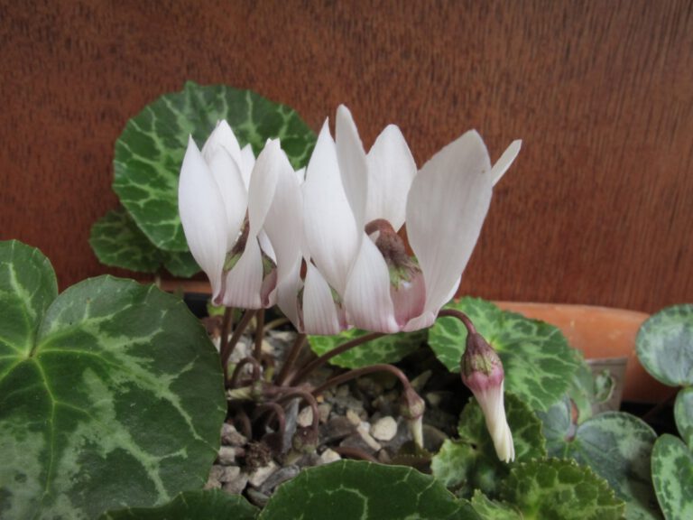 Cyclamen purpurascens album – Alpines.dk