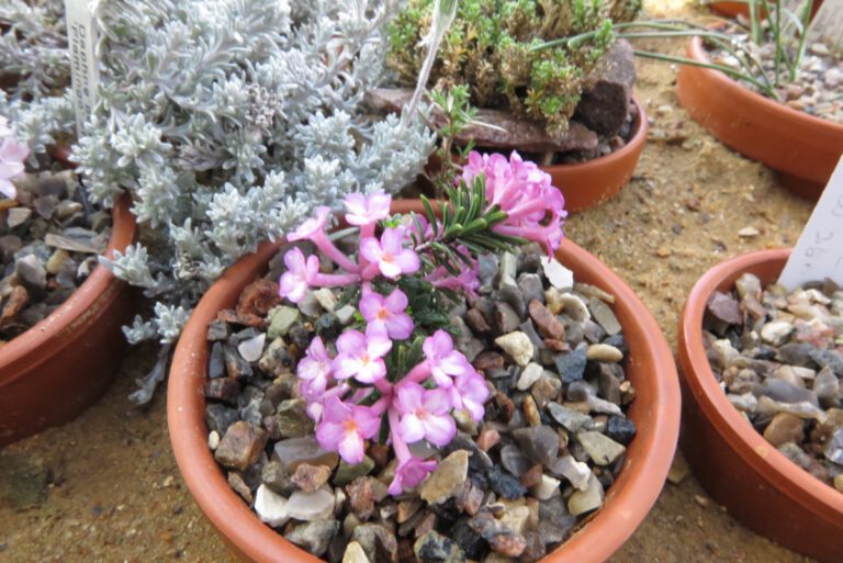 Daphne petraea ‘Lydora’ – Alpines.dk