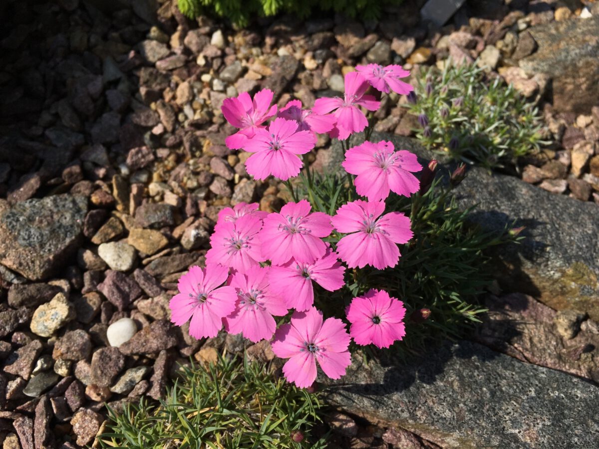 Dianthus simulans – Alpines.dk