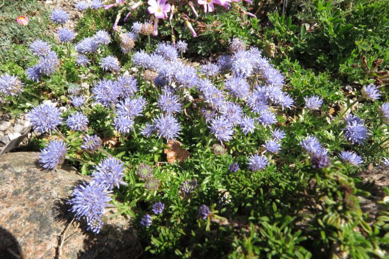 Jasione crispa – Alpines.dk
