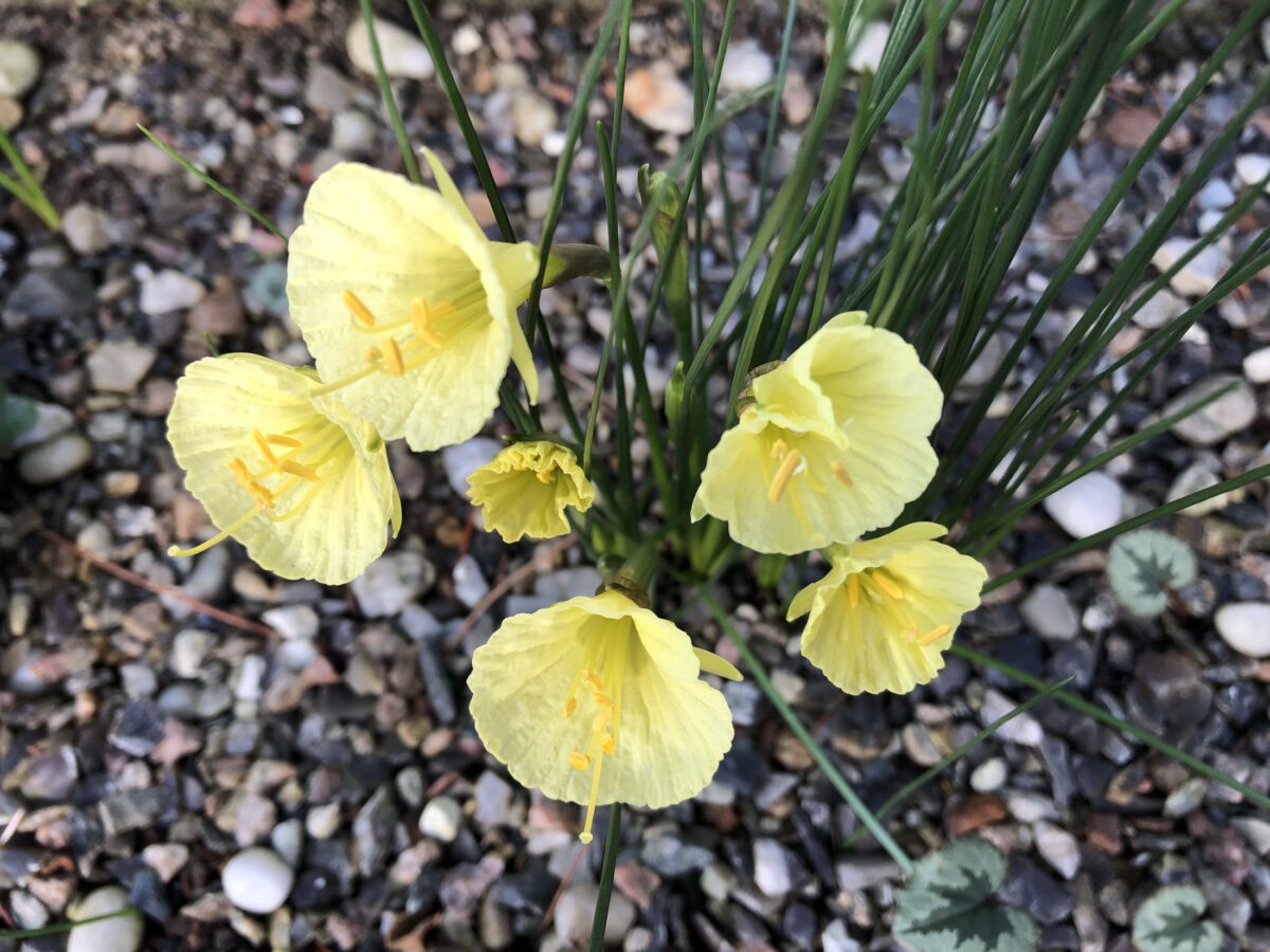 Narcissus romieuxii ‘Julia Jane’ – Alpines.dk