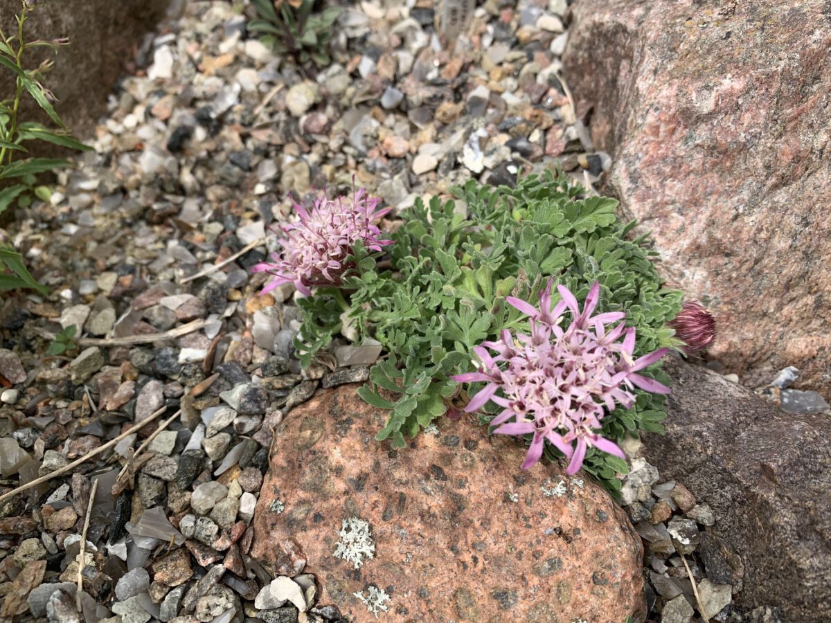 Pterocephalus depressus – Alpines.dk